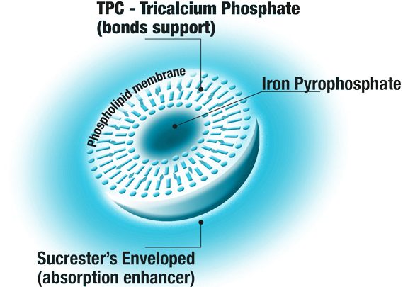 IJzer - ingrediënt - Springfield Nutraceuticals