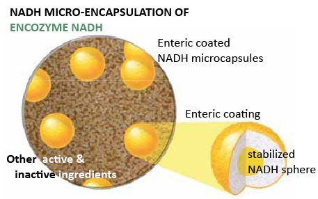 Encozyme NADH vitamin B3 | Springfield Nutraceuticals