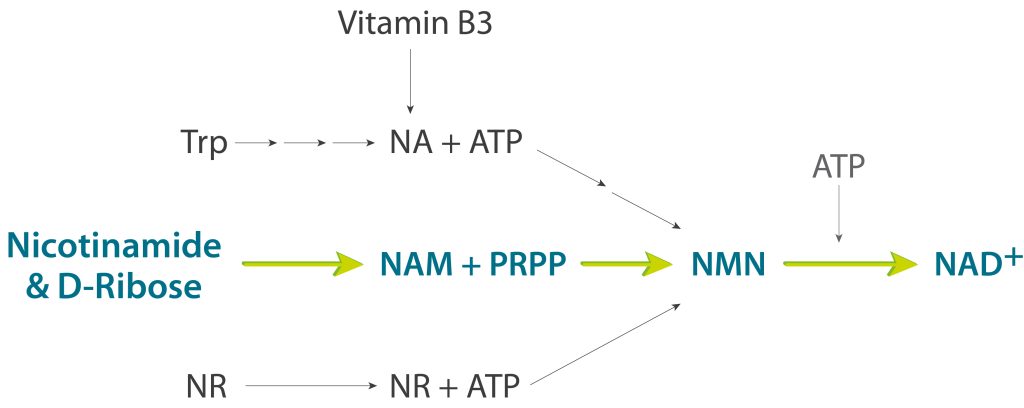 Gezond verouderen met NMN/NAD+? | Springfield Nutraceuticals